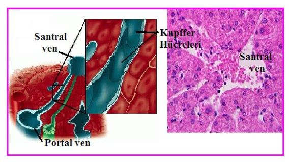 Karaciğer Nedir - Karaciğerin Yapısı ve Görevleri