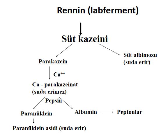 Mide Nedir - Midenin Yapısı ve Görevleri