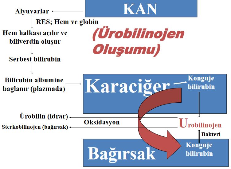 Karaciğer Nedir - Karaciğerin Yapısı ve Görevleri
