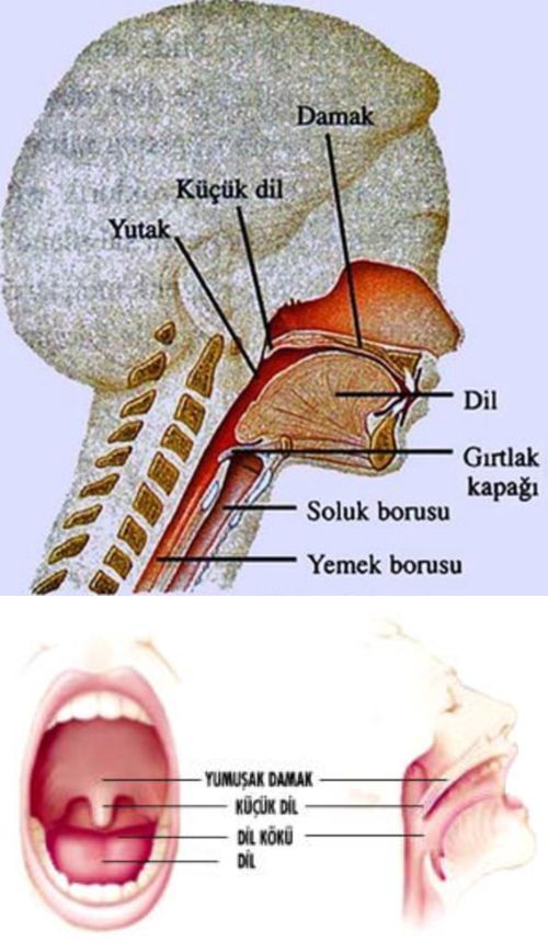 Ağız, Ağzın Yapısı ve Görevleri
