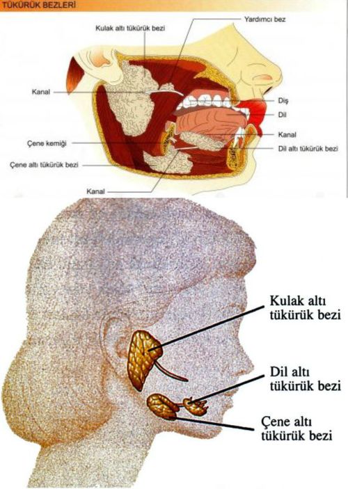 Tükürük Bezleri Nedir - Tükrük Bezlerinin Yapısı ve Görevleri