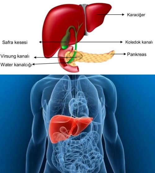 Karaciğer Nedir - Karaciğerin Yapısı ve Görevleri