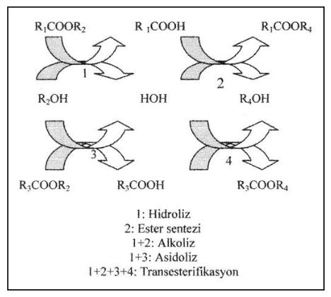 Lipaz ve Lipaz Türleri