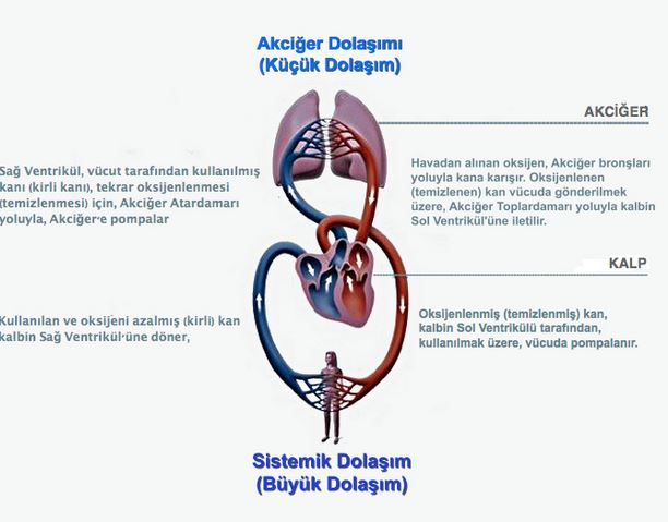 Kalp Nedir - Kalbin Yapısı ve Görevleri