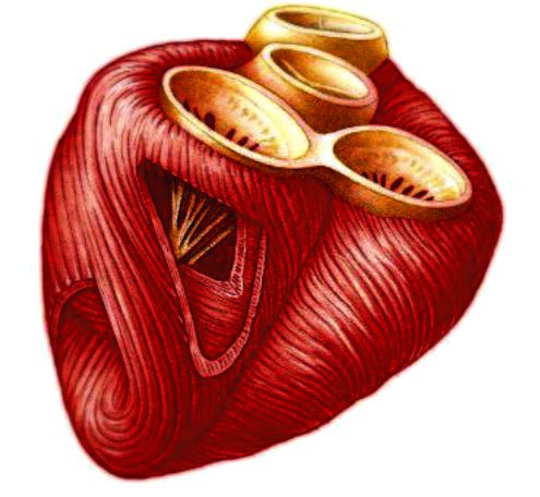 Kalp Nedir - Kalbin Yapısı ve Görevleri