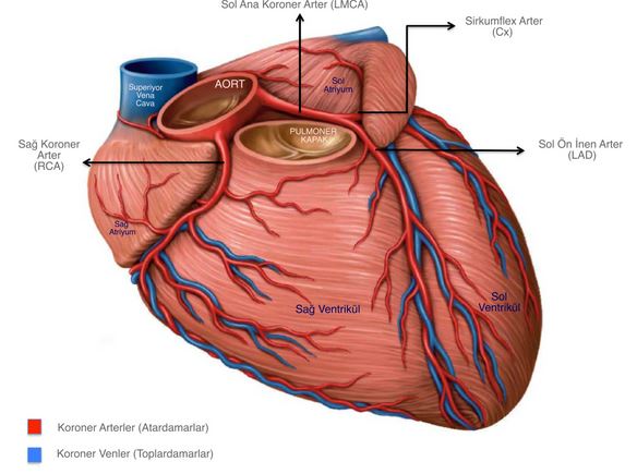 Kalp Nedir - Kalbin Yapısı ve Görevleri