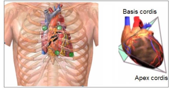 [KK] Kalp Nedir - Kalbin Yapısı ve Görevleri - MsXLabs