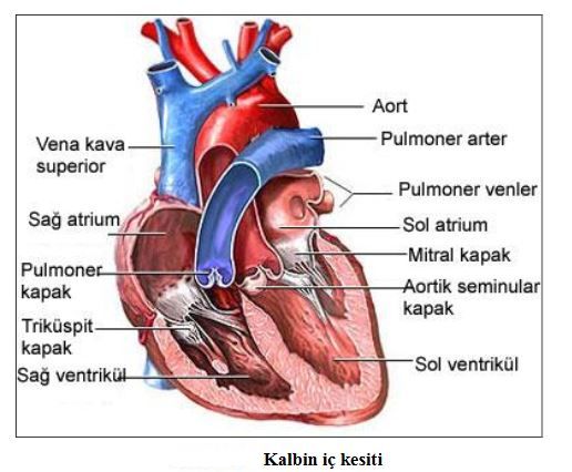 [KK] Kalp Nedir - Kalbin Yapısı ve Görevleri - MsXLabs