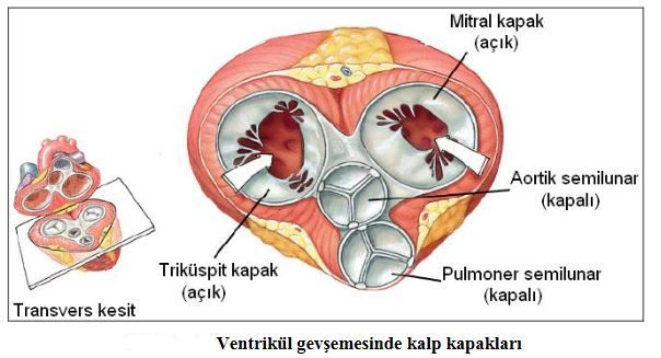 [KK] Kalp Nedir - Kalbin Yapısı ve Görevleri - MsXLabs