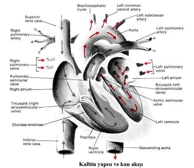 [KK] Kalp Nedir - Kalbin Yapısı ve Görevleri - MsXLabs