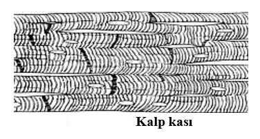 [KK] Kalp Nedir - Kalbin Yapısı ve Görevleri - MsXLabs