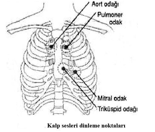 [KK] Kalp Nedir - Kalbin Yapısı ve Görevleri - MsXLabs
