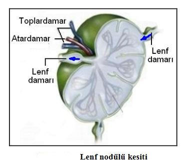 Lenf Sistemi Nedir - Lenf Sisteminin Yapısı ve Görevleri