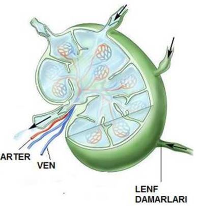 Lenf Sistemi Nedir - Lenf Sisteminin Yapısı ve Görevleri