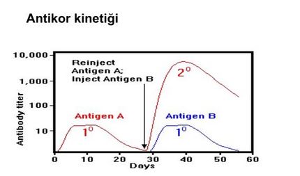 Bağışıklık Sistem Nedir - Bağışıklık Sisteminin Yapısı ve Görevleri