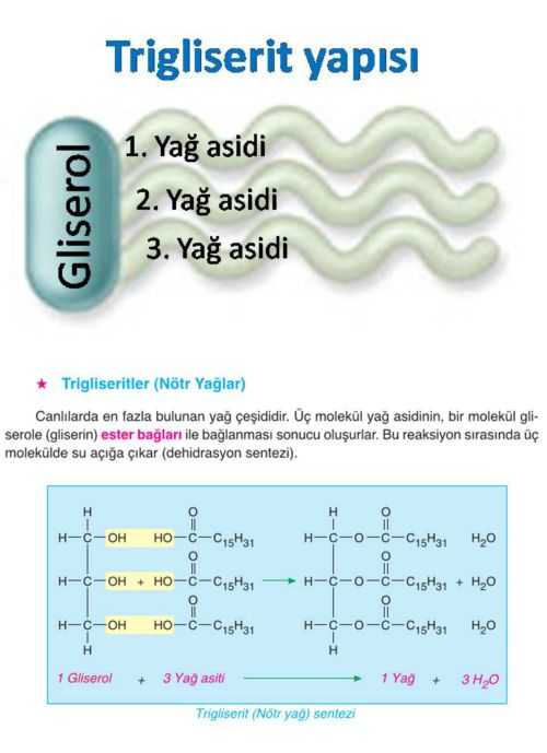 Trigliserit Nedir?