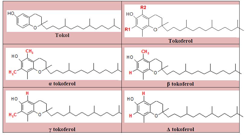 [KK] Vitaminler - E Vitamini (Tokoferol) - MsXLabs
