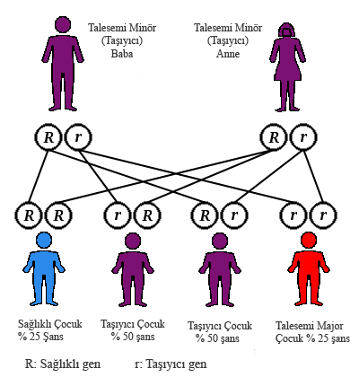 Gen Nedir? Gen Hakkında Genel Bilgiler