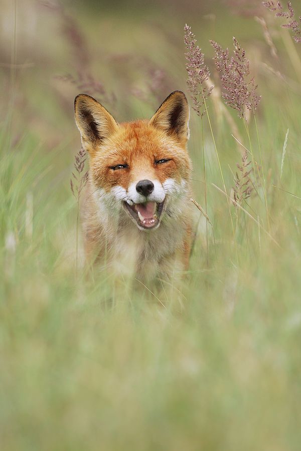 Tilki Resimleri - Sayfa 6