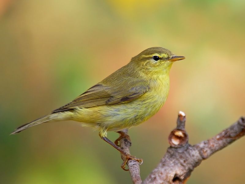 Çıvgın (Phylloscopus)