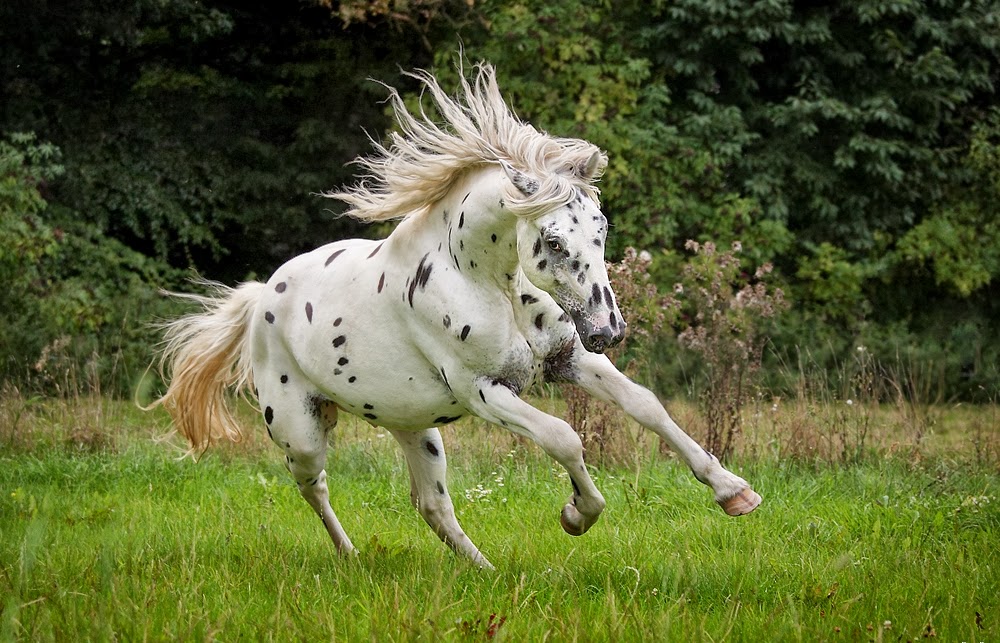 At Resimleri -3- - Sayfa 30