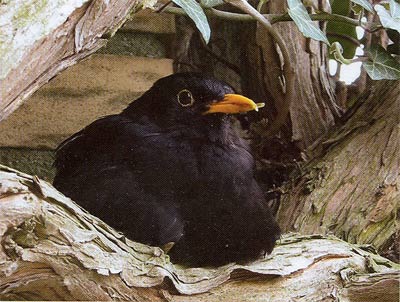 Kara Tavuk (Turdus merula)