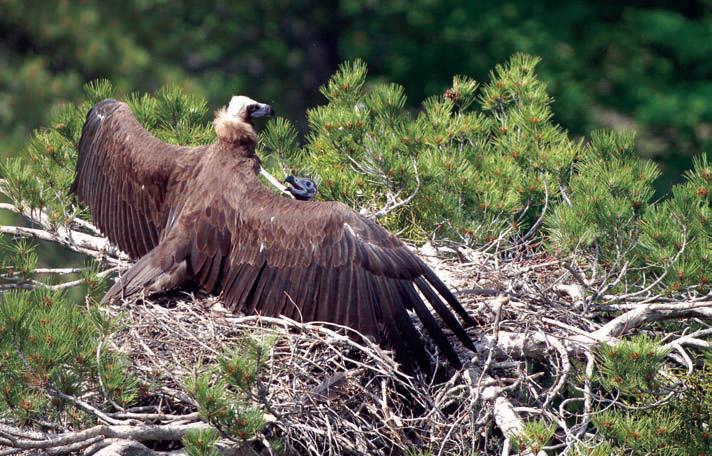 Kara Akbaba (Aegypius monachus)