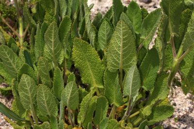 Ada Çayı (Adaçayı) (Salvia)