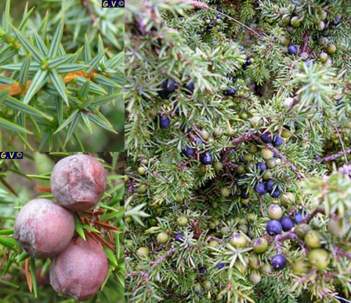 Ardıç (Juniperus communis)