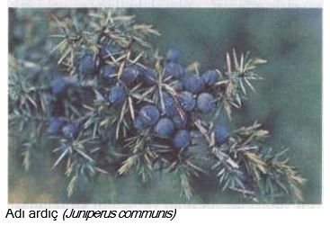 Ardıç (Juniperus communis)