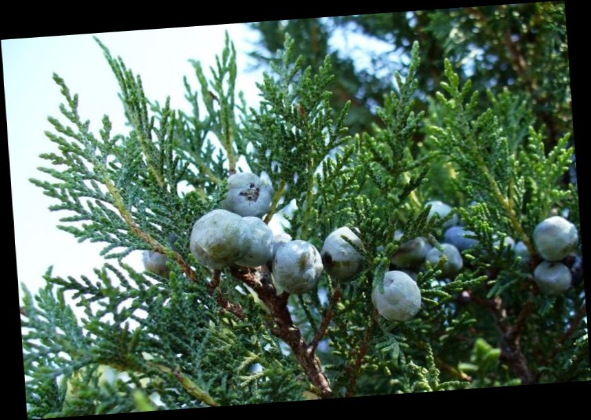 Ardıç Yetiştiriciliği