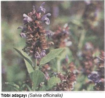 Ada Çayı (Adaçayı) (Salvia)