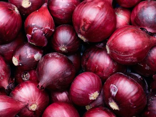 Soğan Yetiştiriciliği