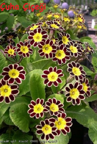 Çuha Çiçeği (Primula)