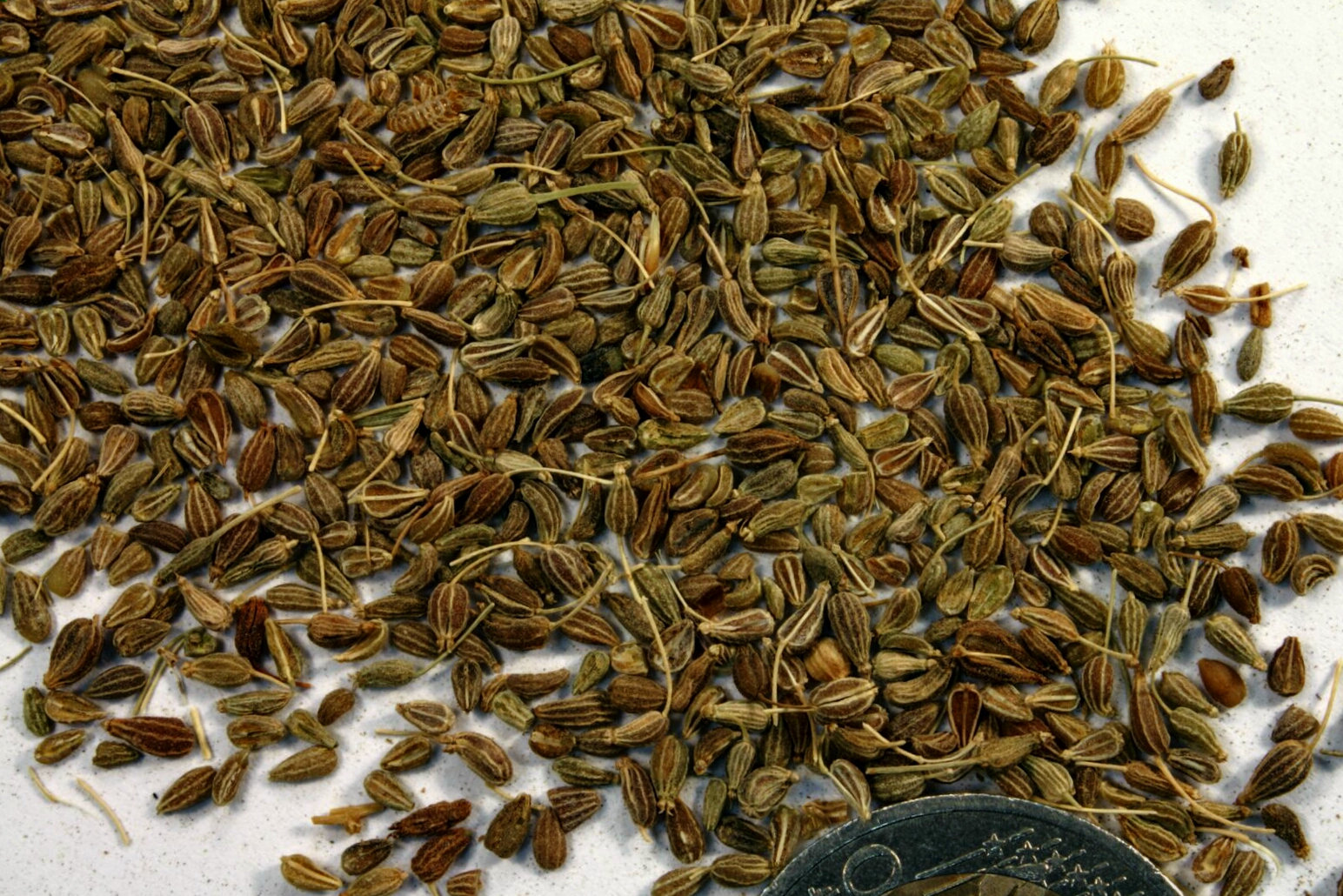 Anason (Pimpinella anisum)