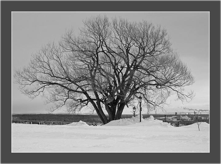 Ağaç Resimleri (1. Katalog) - Sayfa 6
