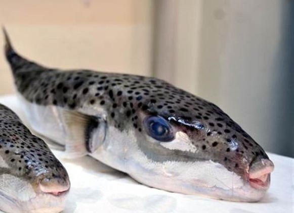 Balon Balığı (Lagocephalus sceleratus)