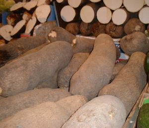 Yam (Dioscorea rotundata)