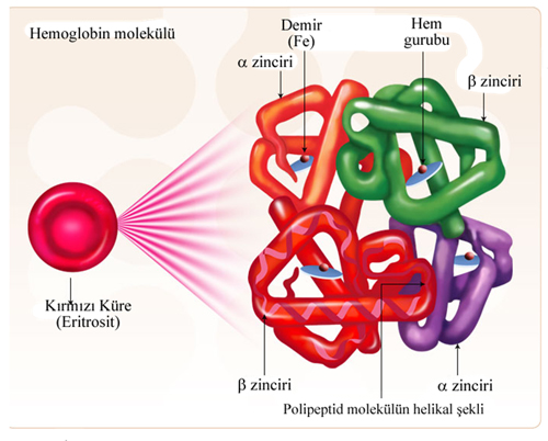 Hemoglobin Molekülü