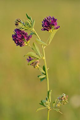 Yonca (Medicago sativa)