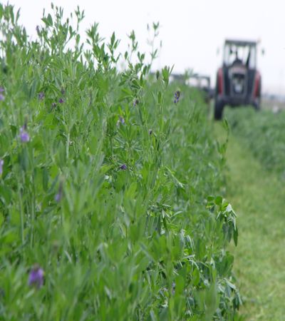 Yonca (Medicago sativa)