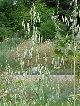 Yulaf (Avena)