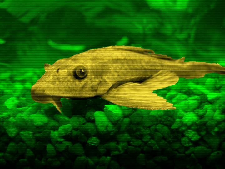 Su Altı Dünyası Resimleri