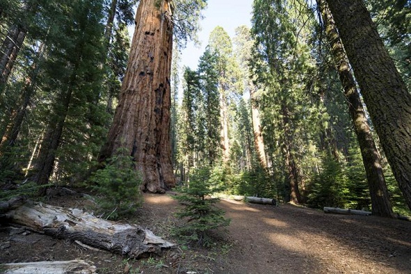 Ağaç, Ağacın Tanımı ve Ağaç Hakkında Genel Bilgiler