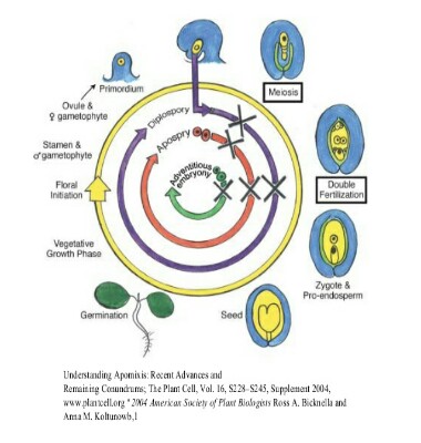 Apomiksi Nedir? Apomiksi Ne Demek, Anlamı ve Tanımı
