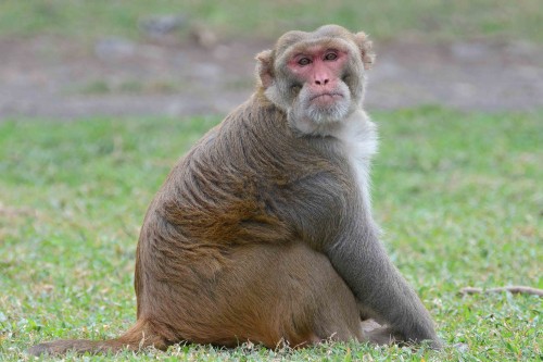 Makak Maymunu (Macaca)