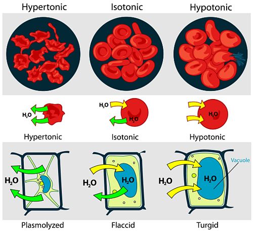 Osmoz (Geçişme). Osmotik Basınç