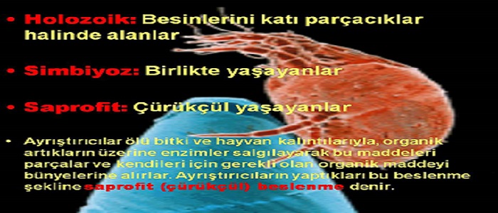 Saprotrof - Saprofit (Çürükçül Beslenme)