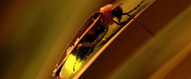 Ateş Böceği (Lampyridae)