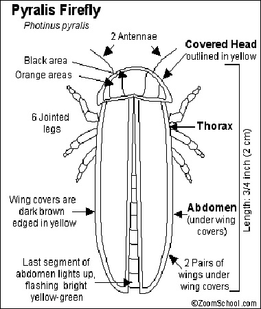 Ateş Böceği (Lampyridae)